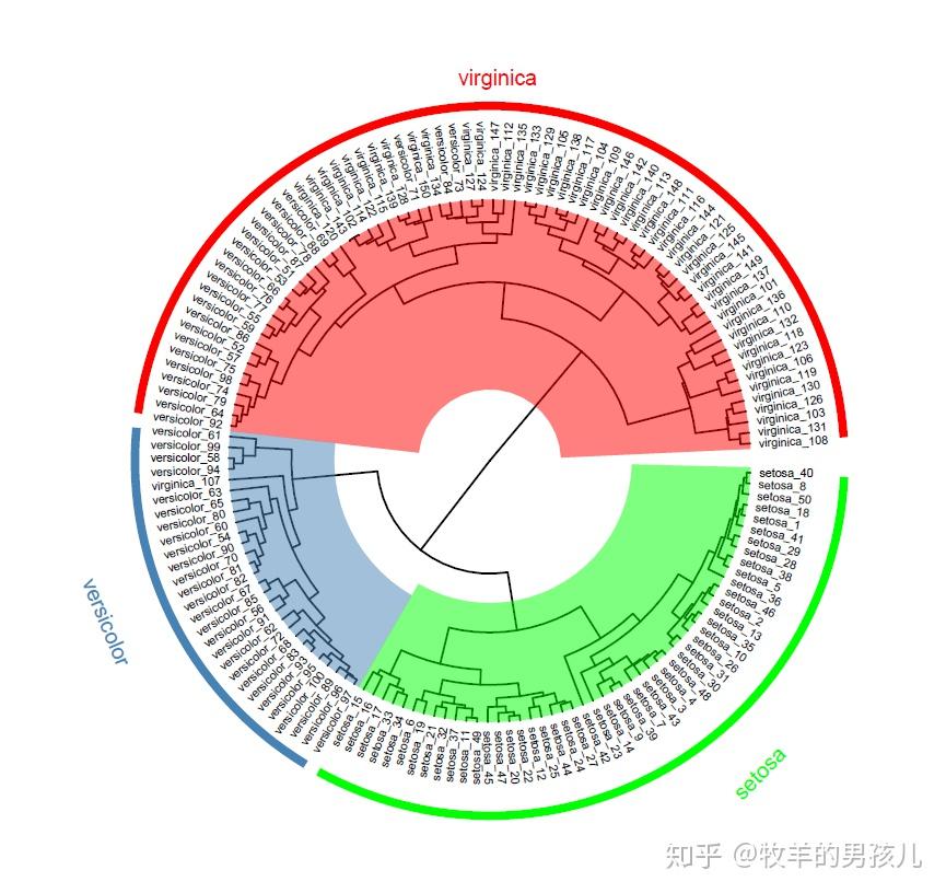 R语言ggtree画圆形的树状图展示聚类分析的结果 - 知乎