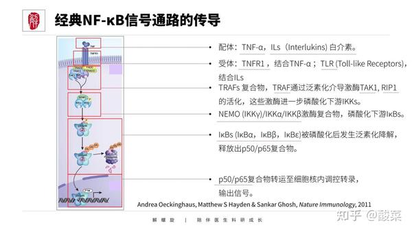 NF-κB信号通路图解怎么讲述？ - 知乎