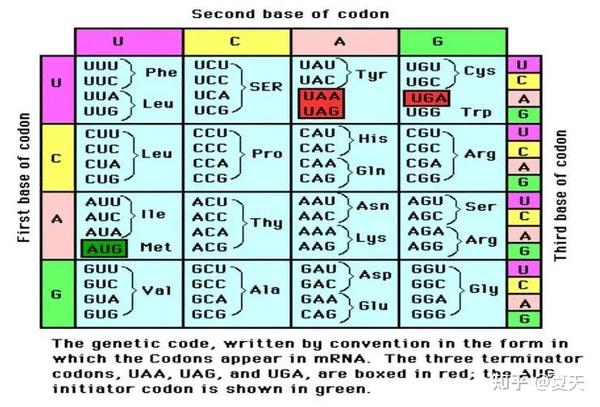 地球生物进化史-从RNA生命到海洋原始生命LUCA的诞生 - 知乎