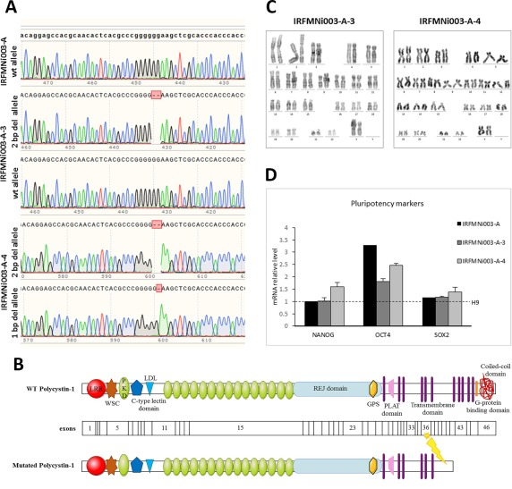 当iPSC与CRISPR/Cas9完美相遇，会碰撞出哪些火花？ - 知乎