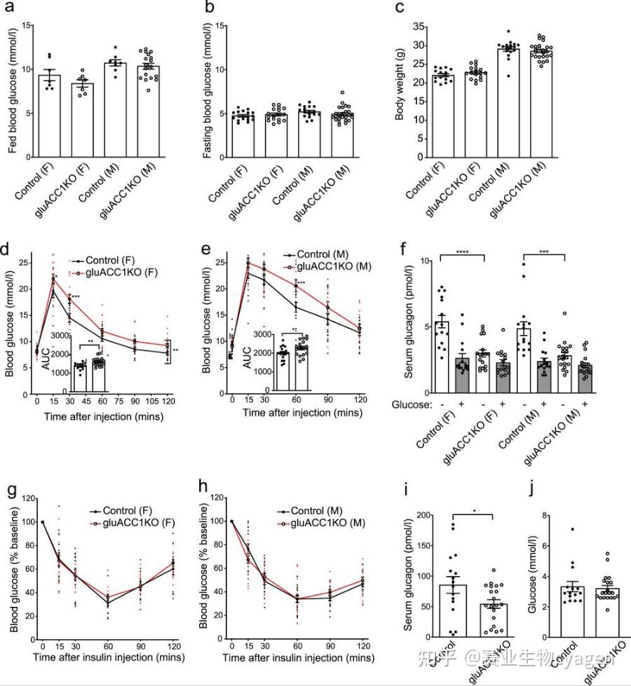 【每周一鼠】代谢性疾病的经典模型—Acaca基因敲除小鼠 - 知乎