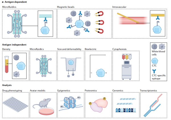 重磅文章丨Nature Reviews：循环肿瘤细胞CTC领域概述 - 知乎