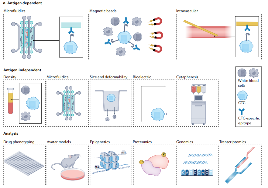 重磅文章丨Nature Reviews：循环肿瘤细胞CTC领域概述 - 知乎