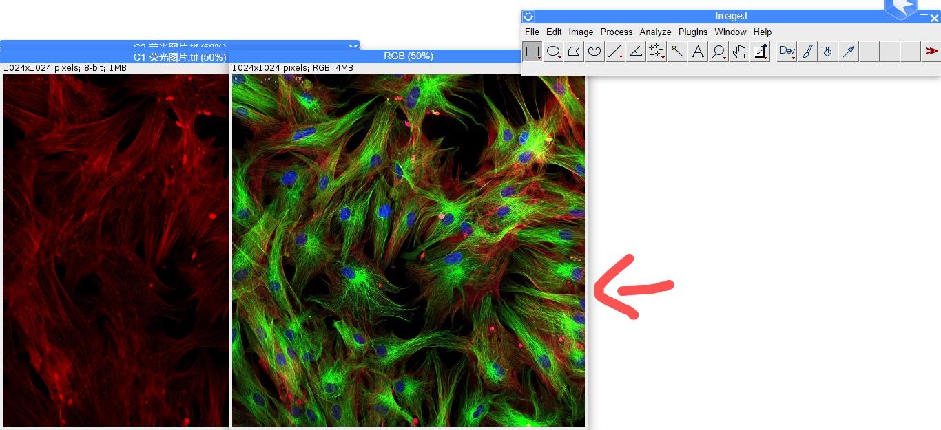 利用Image J 拆分和Merge荧光图片 - 知乎