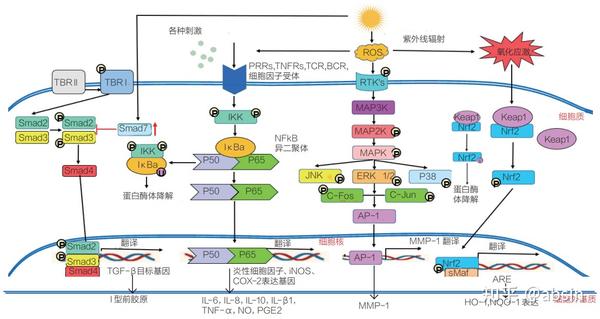 影响皮肤光老化信号通路的植物提取物及研究思路 - 知乎