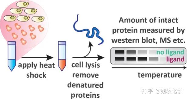 综述｜药物发现早期的靶点结合实验：技术全景与策略选择 - 知乎