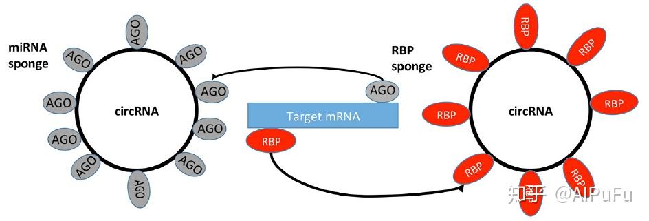Circular RNA的产生机制、功能及RNA-seq数据鉴定方法 - 知乎