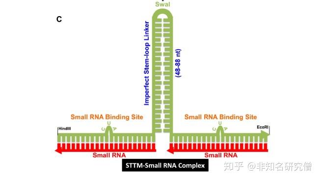 植物miRNA过表达/抑制表达载体构建 - 知乎