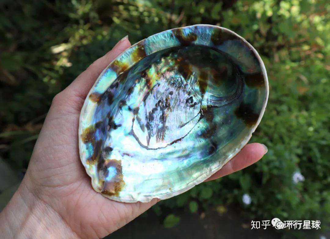 黑鲍鱼长啥样？好吃么？怎么吃？ - 知乎