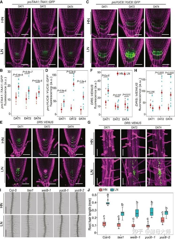 Cell 子刊|生长素信号通路调控低氮条件下根毛生长 - 知乎