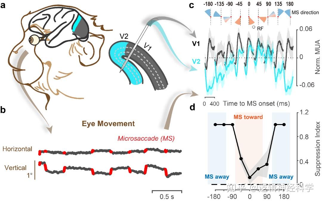 Nat Commun︱北京师范大学认知神经科学与学习国家重点实验室邢大军课题组揭示微眼跳方向特异性调制视觉信息编码新机制 - 知乎