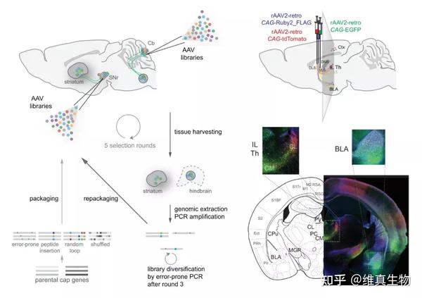 神经研究中『可逆向示踪』的AAV血清型-AAV2-retro - 知乎