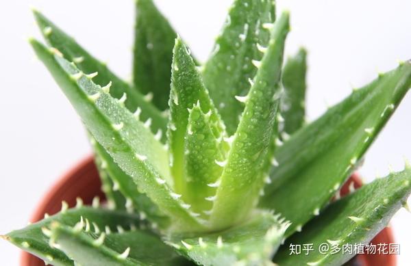 家里养护的芦荟叶尖容易干，找对原因，叶子又绿又肥 - 知乎
