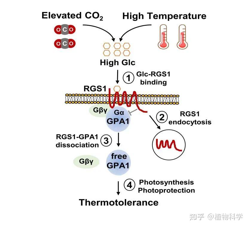 浙江大学师恺课题组揭示Glc-RGS1-GPA1糖信号途径响应CO2环境变化调控番茄高温抗性的分子机制 - 知乎
