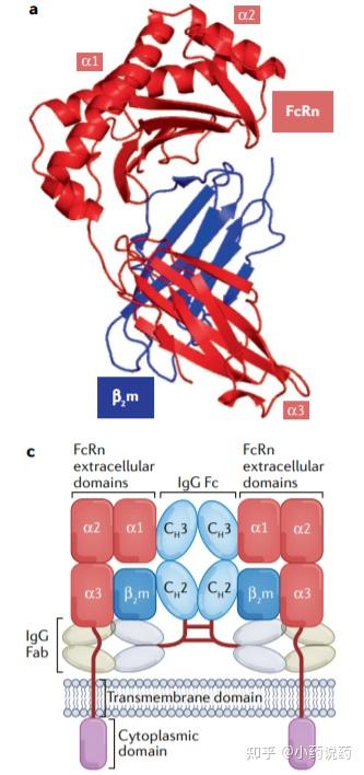 带你了解新生儿Fc受体（FcRn） - 知乎