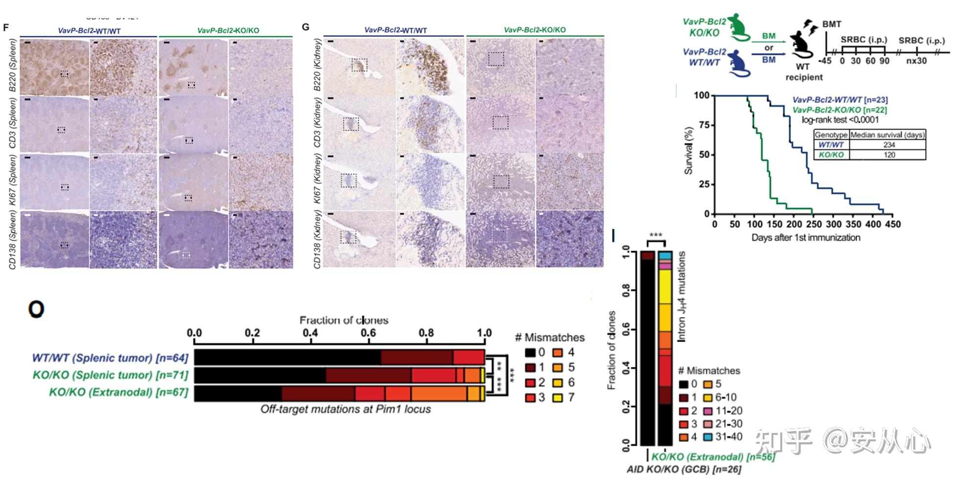 TBL1XR1突变通过诱导促肿瘤程序驱动结外淋巴瘤 - 知乎