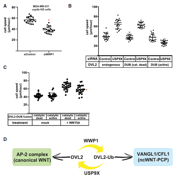 USP9X使DVL2去泛素化，以调节WNT途径的规范 - 知乎