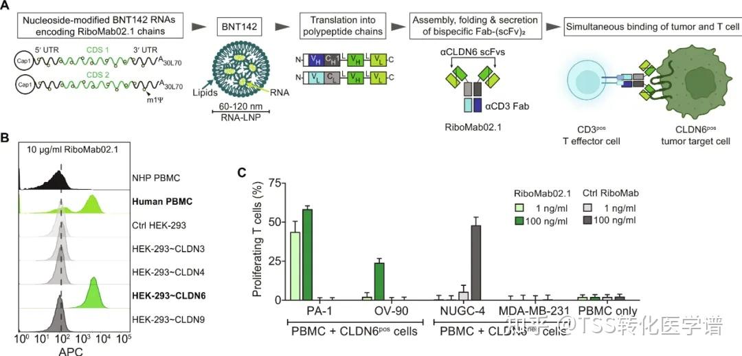 【SCIENCE】子刊～BioNTech 以脂质体递送mRNA型的双特异抗体(RiboMab) - 知乎