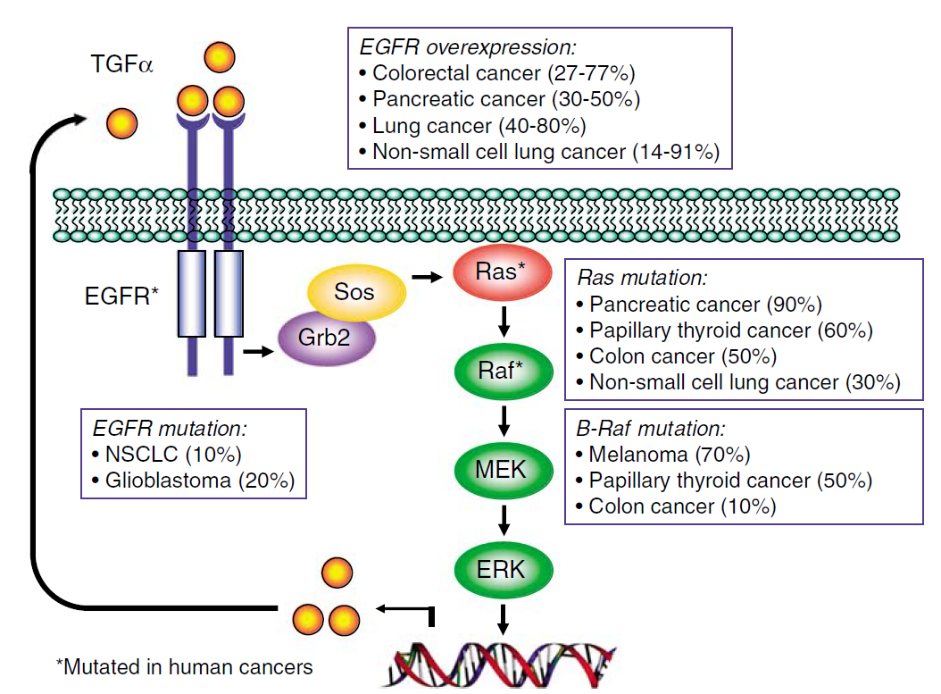KRAS新药研发和检测平台 - 知乎