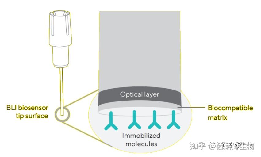 BLI应用案例：利用BLI技术筛选验证小分子药物 - 知乎