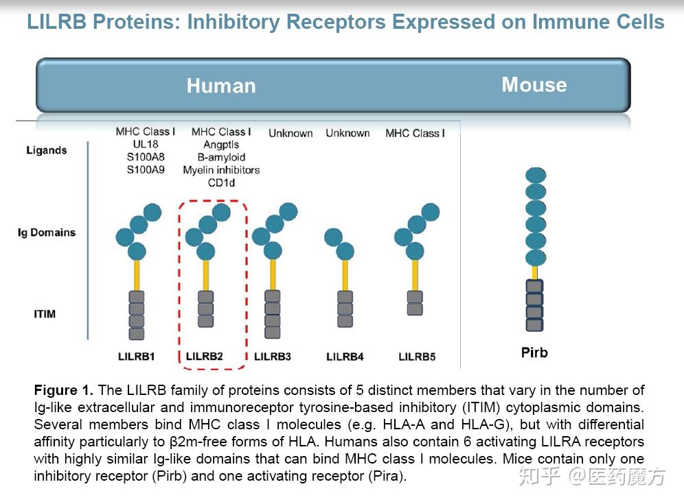 BMS放弃巨噬细胞免疫检查点抑制剂JTX-8064全球开发权益 - 知乎