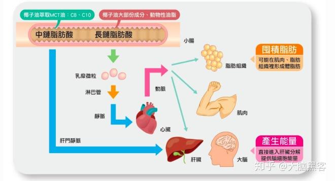 我爱脂肪3 - 长中短链脂肪酸，LCT，MCT和SCT - 知乎