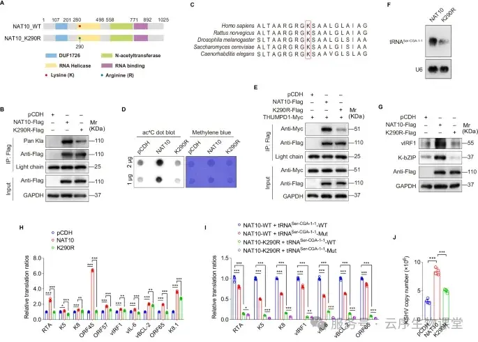 云序用户CDD IF 13.7|acRIP-tRNA-seq解析NAT10乳酰化促进致癌病毒KSHV复制中tRNA的ac4C修饰 - 知乎
