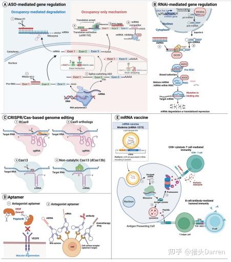 Nature综述：RNA疗法的作用模式及创新方法 - 知乎