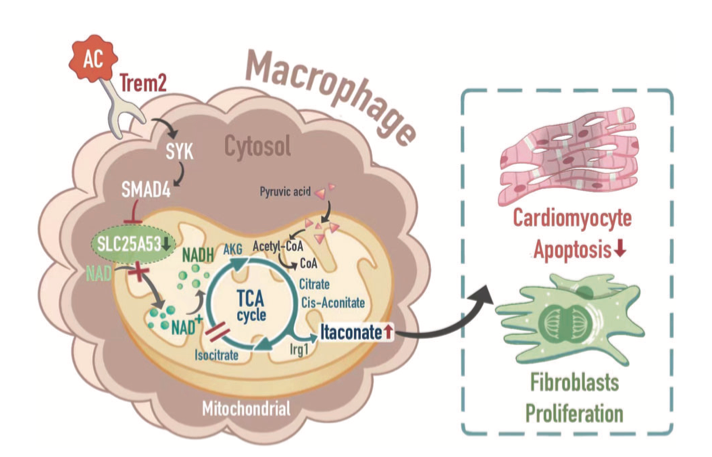 大CDD丨TREM2 巨噬细胞通过 SLC25A53 重编程新陈代谢，促进心肌梗死的心脏修复 - 知乎