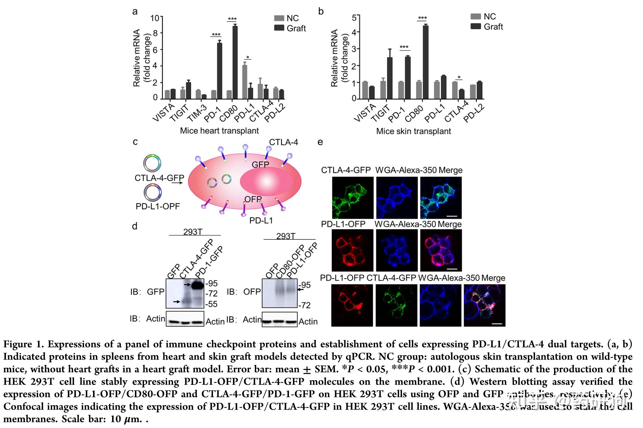 Engineering Programmed PD-L1/CTLA-4 NVs for Immunosuppressive Therapy in Transplantation - 知乎