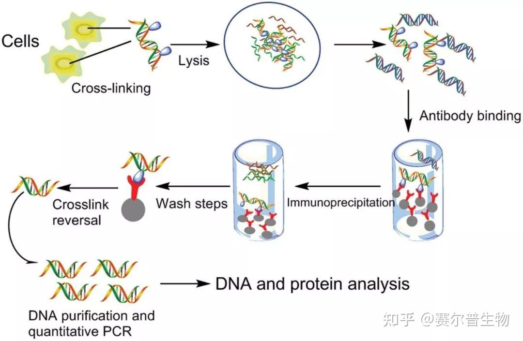 一文分清IP、co-IP、ChIP、RIP、pull-down！ - 知乎