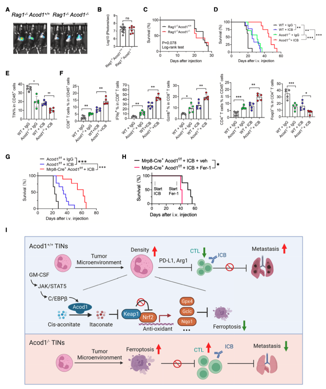 Cell Metabolism丨中性粒细胞通过ACOD1抵抗铁死亡并促进乳腺癌转移 - 知乎