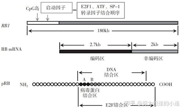 遗传性肿瘤（一）| 视网膜母细胞瘤 - 知乎