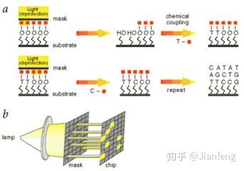 DNA微阵列（基因芯片）简介 - 知乎