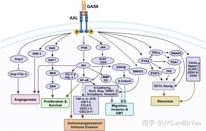 AXL作为癌症治疗的药物点在临床应用 - 知乎