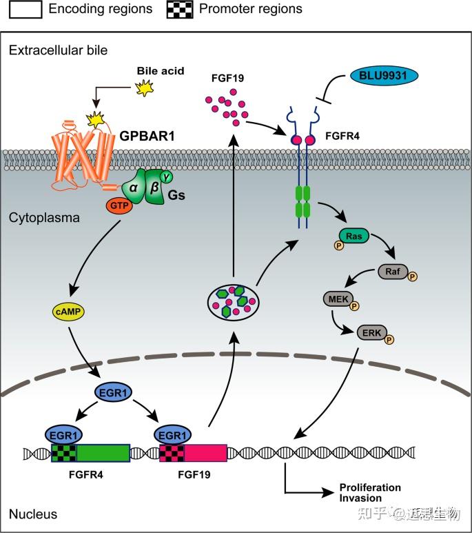 FGF19：亟待开发的临床价值 - 知乎