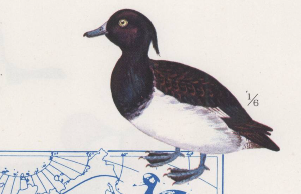 闽南语的鸟类称呼·雁形目篇 - 知乎