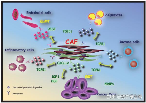 【罗工流式秘籍76】快速了解肿瘤相关成纤维细胞（CAFs） - 知乎