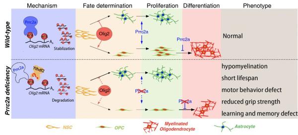 Cell Res丨m6A添新“reader”，袁增强/杨运桂/王凤超合作组揭示m6A修饰调控少突胶质细胞发育的机制 - 知乎