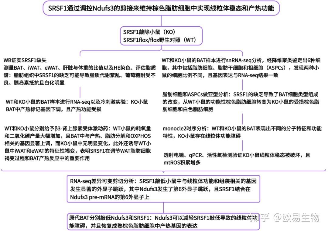 项目文章Adv Sci |让棕色脂肪“打败”肥胖，SRSF1在脂肪中的作用 - 知乎