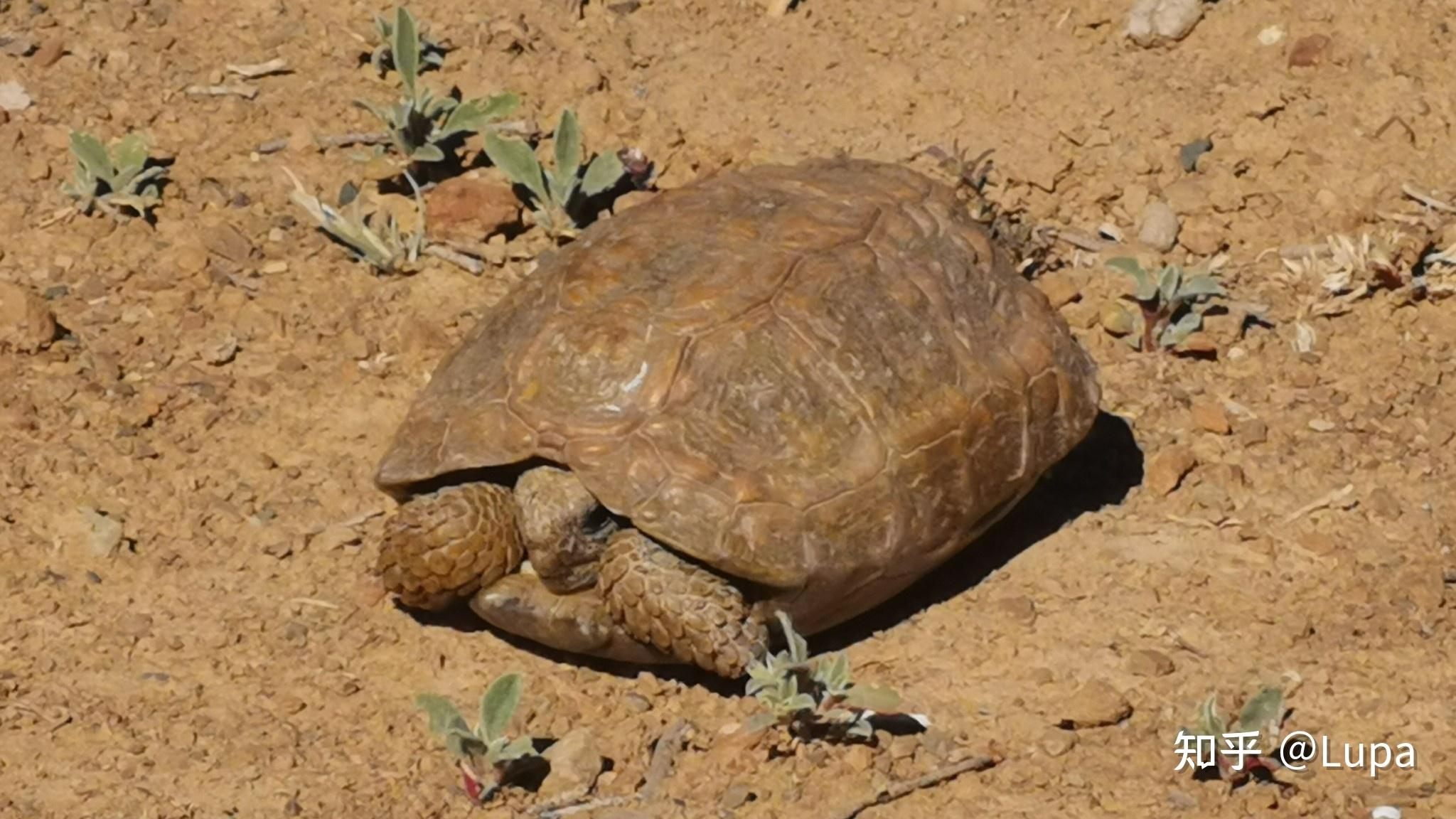 龟类简介（陆龟篇） - 知乎