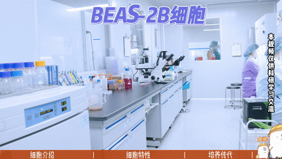 BEAS-2B细胞培养，人支气管上皮细胞培养攻略 - 知乎
