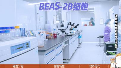 BEAS-2B细胞培养，人支气管上皮细胞培养攻略 - 知乎