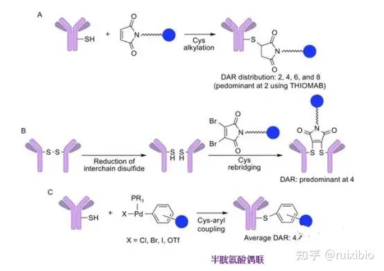 瑞禧研究抗体偶联药物结合物:DBCO-PEG4-vc-PAB系列及Gly3-MMAF、Gly5-Ahx-DM1 - 知乎