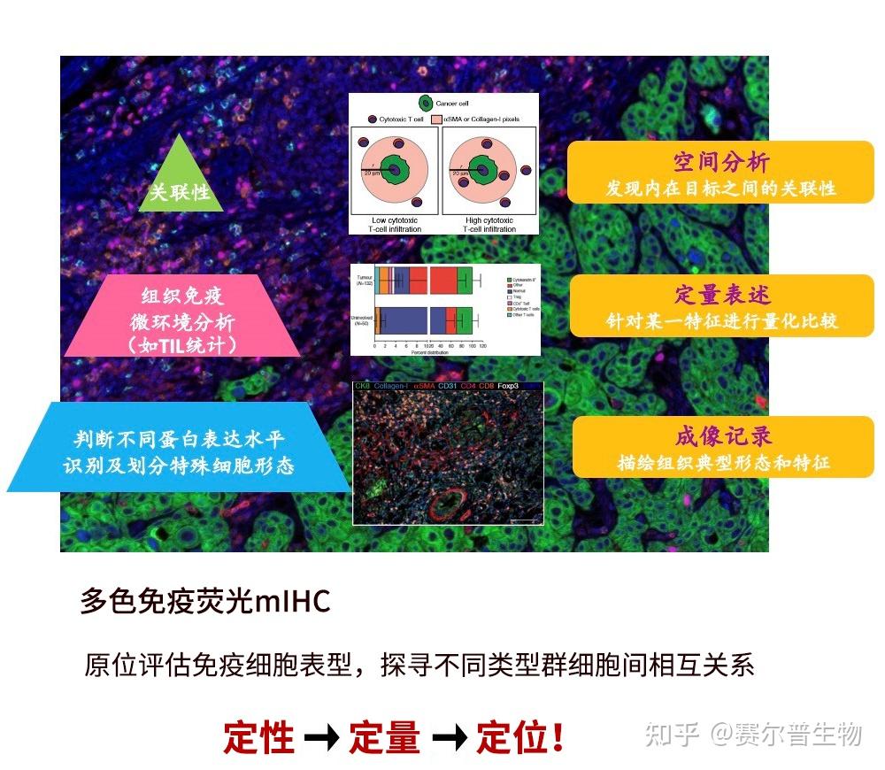 肿瘤免疫学研究新工具：多重免疫组化(mIHC) - 知乎