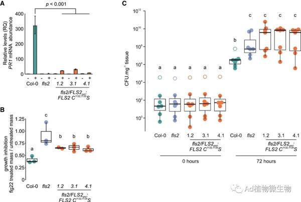 Current Biology | 研究揭示植物受体激酶的免疫信号传导机制 ！ - 知乎
