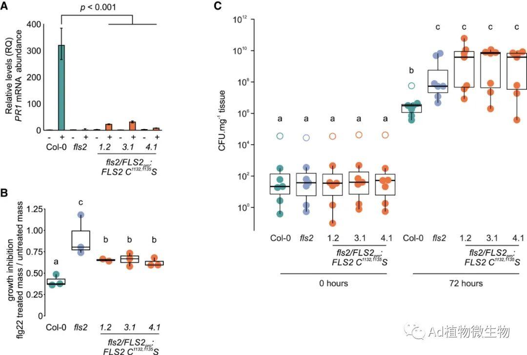 Current Biology | 研究揭示植物受体激酶的免疫信号传导机制 ！ - 知乎