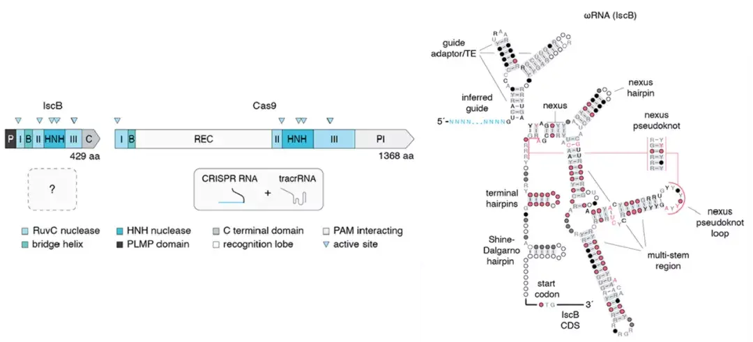 基因编辑的极限在哪里——迷你核酸酶IscB和TnpB的发现 - 知乎