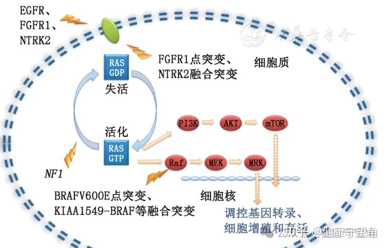 脑胶质瘤丨首款BRAF融合/重排疗法获批儿童低级别胶质瘤（PLGG），关于PLGG，你知道哪些？ - 知乎