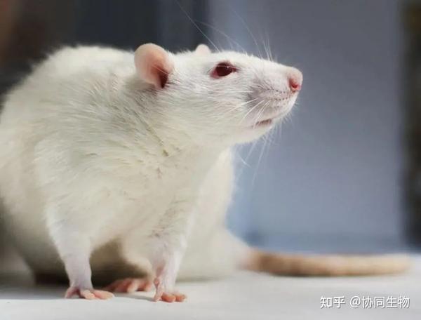 关于大鼠！常见实验大鼠品系介绍 - 知乎